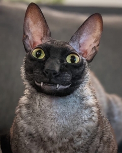 Pixel the Smiling Cat is Spreading Joy Online With His Goofy Grin