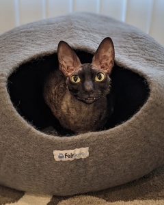 Pixel the Smiling Cat is Spreading Joy Online With His Goofy Grin