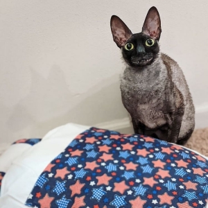 Pixel the Smiling Cat is Spreading Joy Online With His Goofy Grin