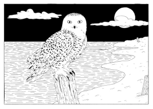 Learn How to Draw a Snowy Owl in Pen and Ink