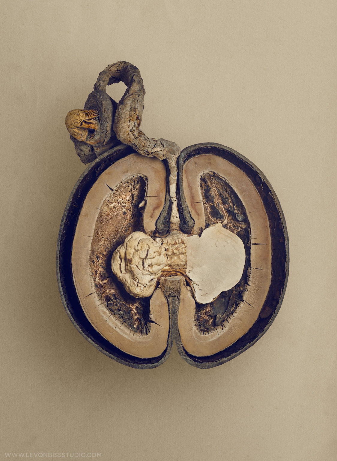 Photographer Reveals the Fascinating Intricacies Photos of Seeds