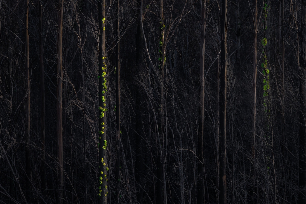 Realism is Rewarded in Natural Landscape Photography Awards