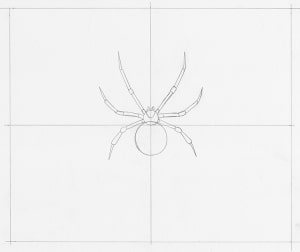 How to Draw a Spider on a Spiderweb in 13 Steps | My Modern Met