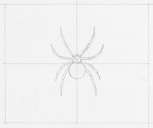 Learn How to Draw a Spider on a Spiderweb in 13 Steps