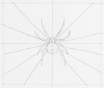 Learn How to Draw a Spider on a Spiderweb in 13 Steps