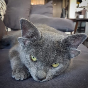 Meet Midas, the Four-Eared Cat Who Can Out of All of Them