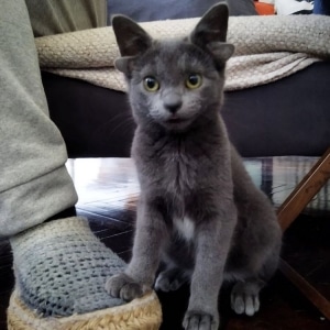Meet Midas, the Four-Eared Cat Who Can Out of All of Them