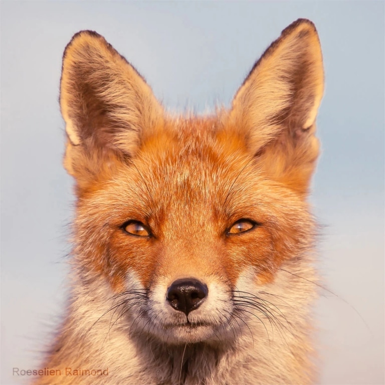 Fantastic Foxes: Photographer Shares 64 Portraits of the Creatures