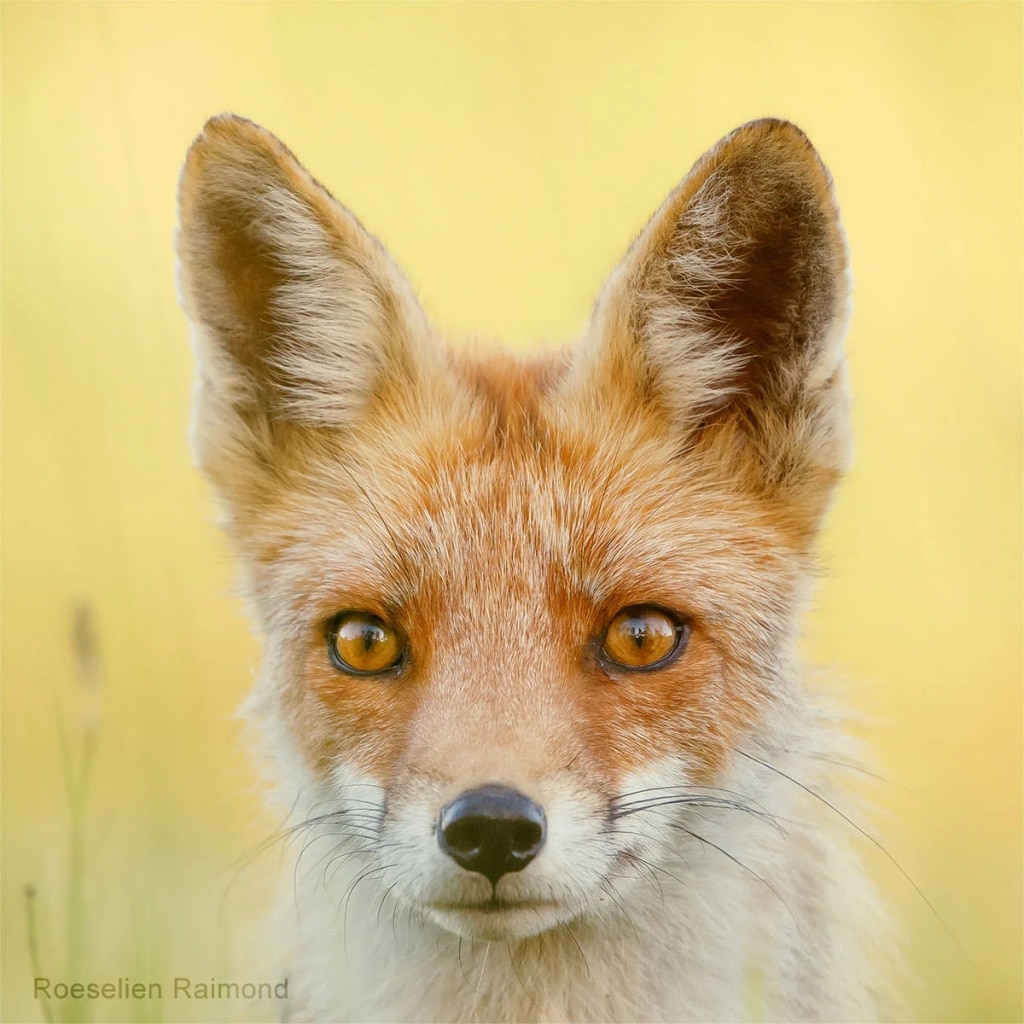 Fantastic Foxes: Photographer Shares 64 Portraits of the Creatures