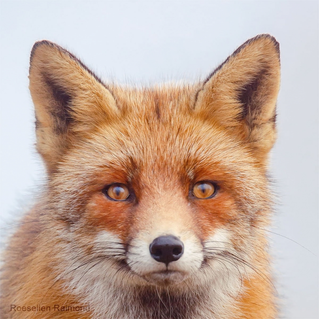 Photographer Compiles 64 Fox Face Portraits To Highlight Their ...