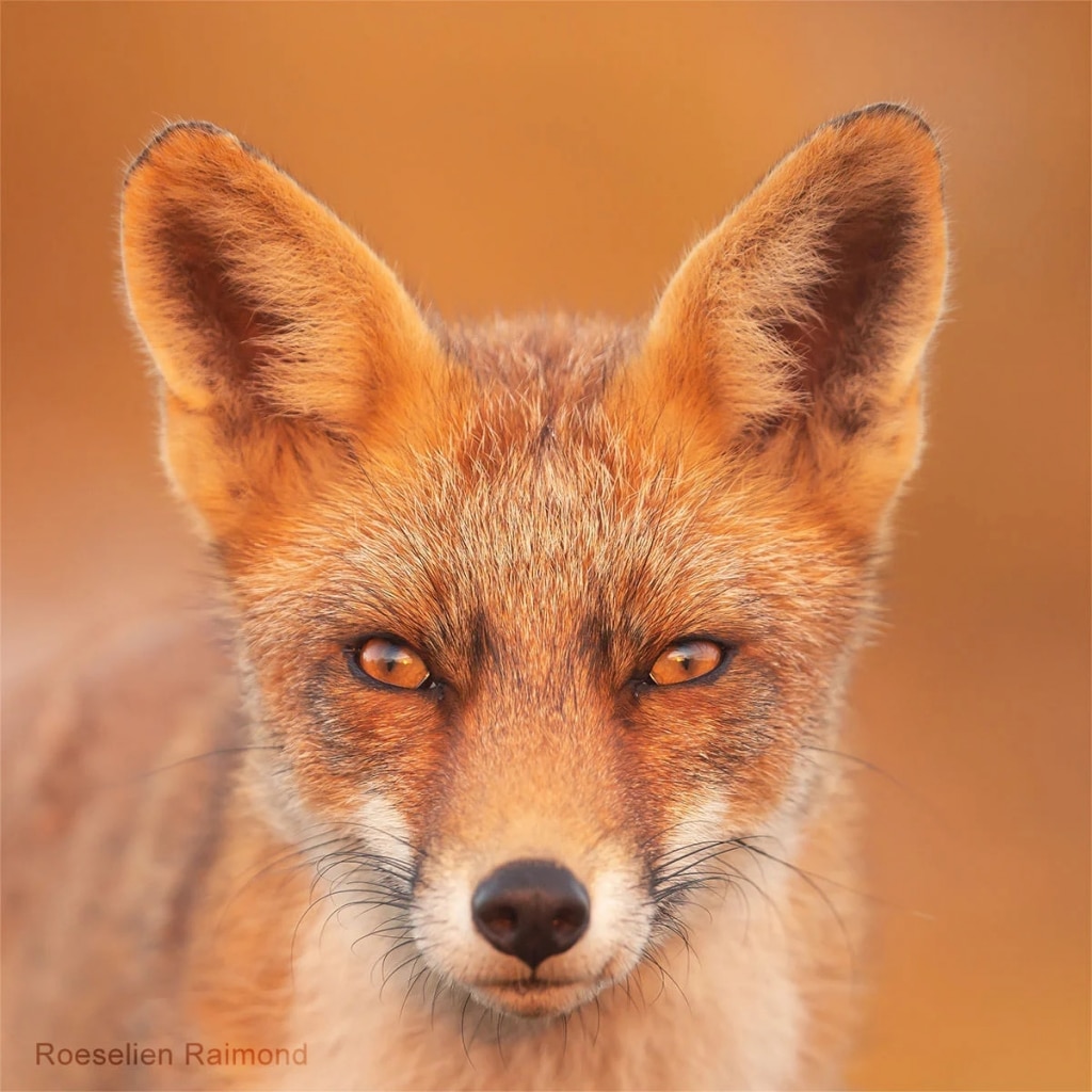 Fantastic Foxes: Photographer Shares 64 Portraits of the Creatures