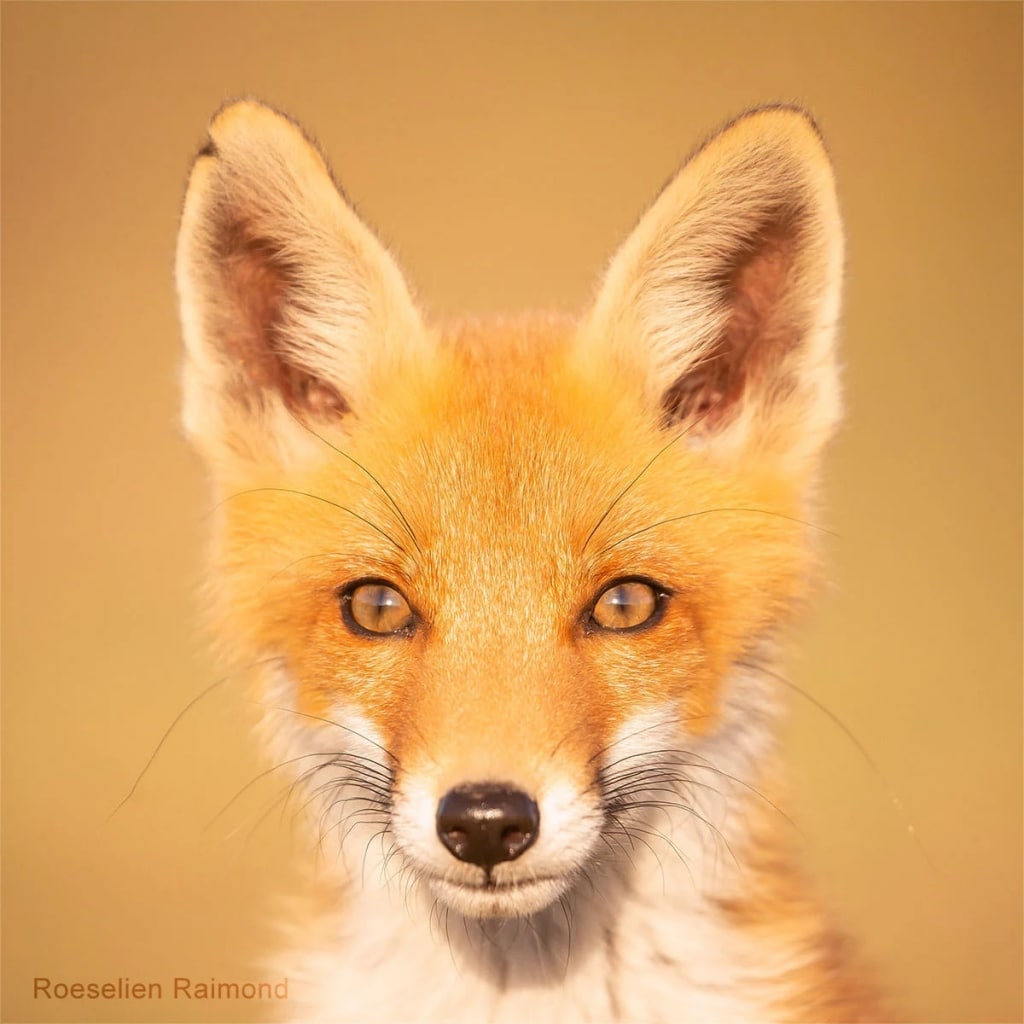 Photographer Compiles 64 Fox Face Portraits To Highlight Their ...