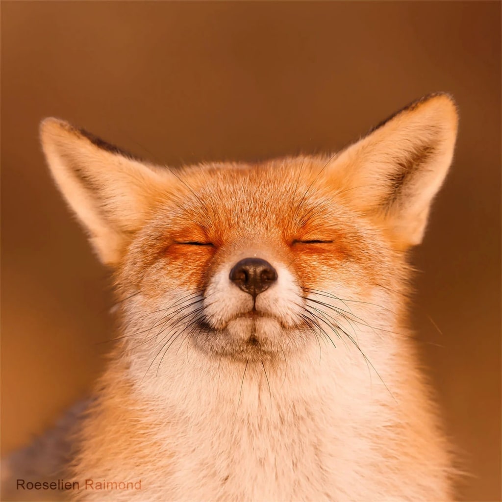 Photographer Compiles 64 Fox Face Portraits To Highlight Their ...
