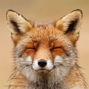 Fantastic Foxes: Photographer Shares 64 Portraits of the Creatures
