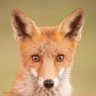 Fantastic Foxes: Photographer Shares 64 Portraits of the Creatures