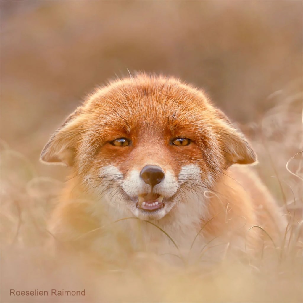 Fantastic Foxes: Photographer Shares 64 Portraits of the Creatures