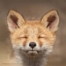 Fantastic Foxes: Photographer Shares 64 Portraits of the Creatures
