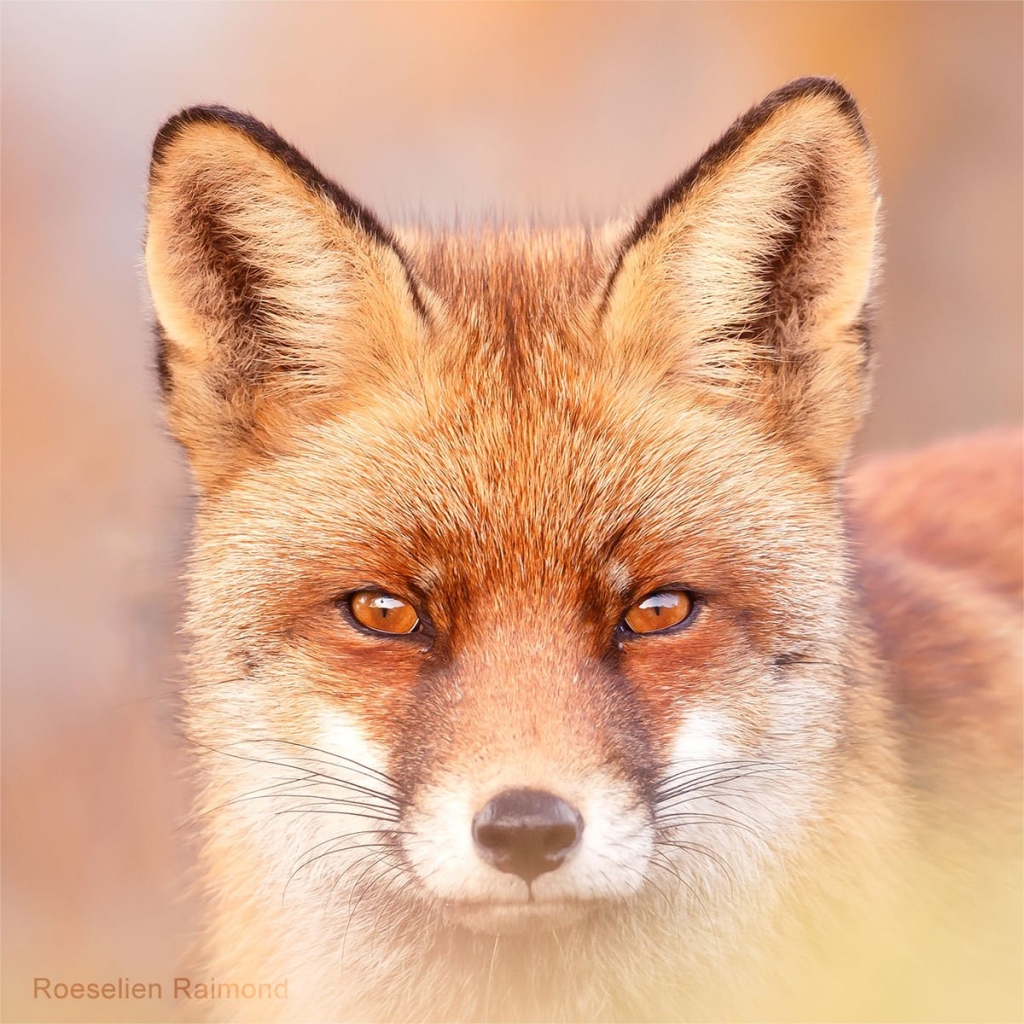 Fantastic Foxes: Photographer Shares 64 Portraits of the Creatures