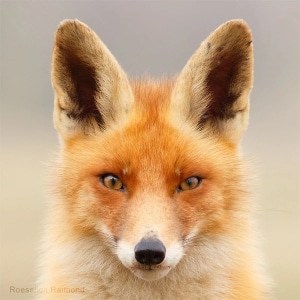 Fantastic Foxes: Photographer Shares 64 Portraits of the Creatures