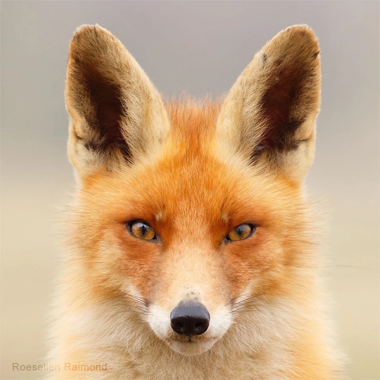 Fantastic Foxes: Photographer Shares 64 Portraits of the Creatures