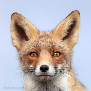 Fantastic Foxes: Photographer Shares 64 Portraits of the Creatures