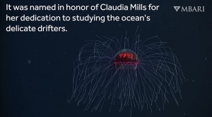 Watch a Rare Psychedelic Jellyfish Filmed in the Midnight Zone