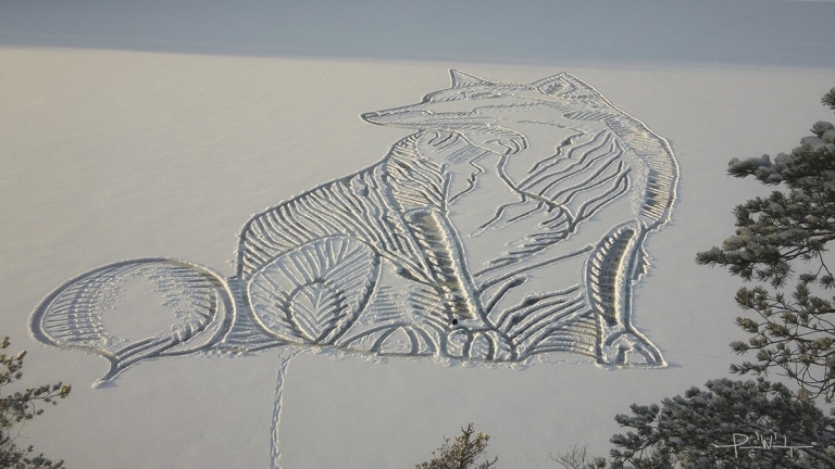 Enormous Fox "Drawn" in the Snow