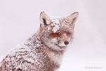 Enchanting Photographs Capture Red Foxes Covered in Snowflakes