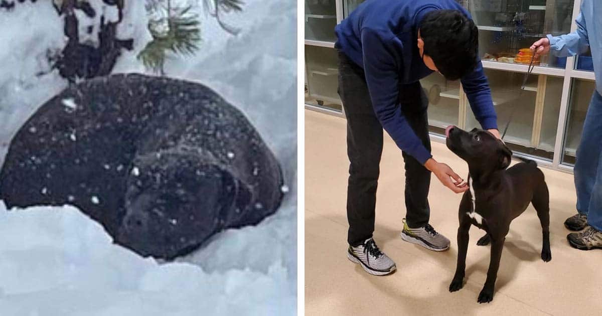 Amazing Dog Rescue Reunites Pup With Owner 4 Months Later