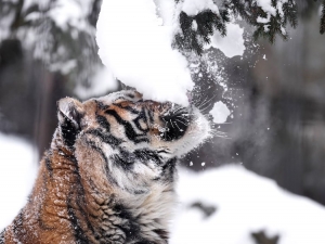 Photographer Captures Funny Sight of Tiger Covered in Snow