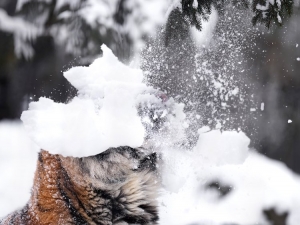 Photographer Captures Funny Sight of Tiger Covered in Snow