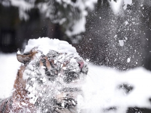 Photographer Captures Funny Sight of Tiger Covered in Snow
