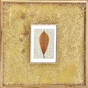 Artist Ava Roth on Her Collaboration With Honeybees [Podcast]