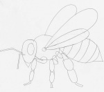 Learn How to Draw a Bee in 14 Steps
