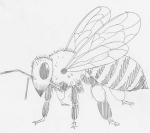 Learn How to Draw a Bee in 14 Steps
