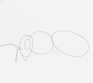 Learn How to Draw a Beautiful Bee in 14 Simplified Steps | My Modern Met
