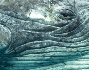 Underwater Photographer Fulfill Dream to Swim with Humpback Whales