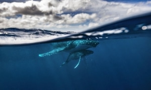 Underwater Photographer Fulfill Dream to Swim with Humpback Whales
