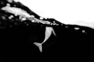 Underwater Photographer Fulfill Dream to Swim with Humpback Whales