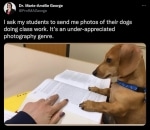 These Hilarious Pet Photos of Dogs Doing Homework Do Not Disappoint