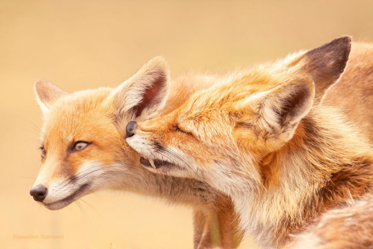 Beautiful Photos Capture Affection Between Red Foxes