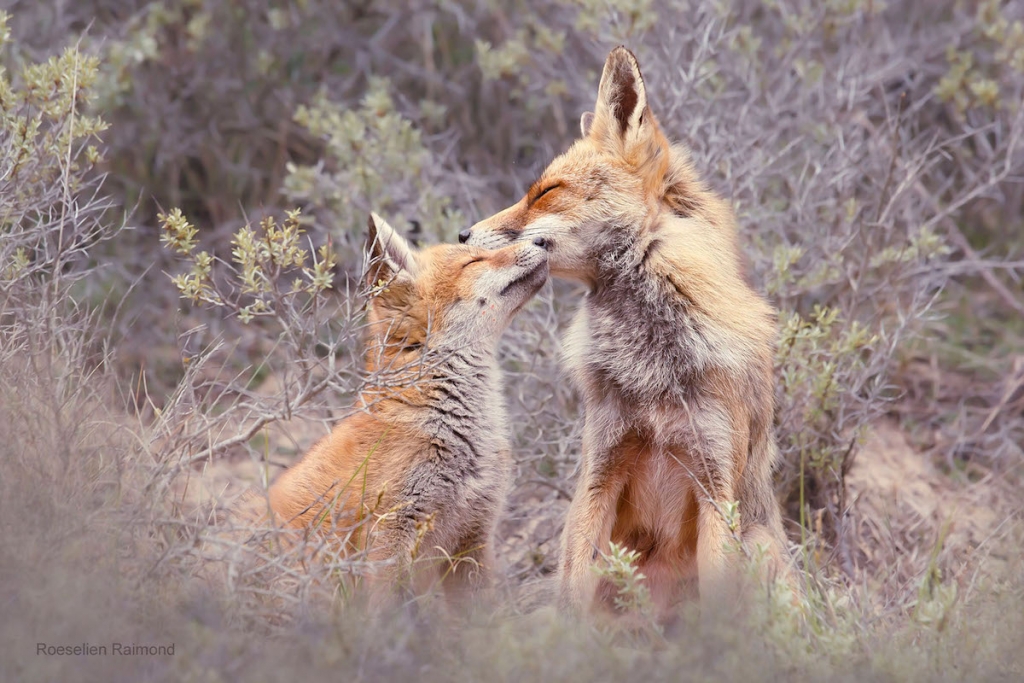 Beautiful Photos Capture Affection Between Red Foxes