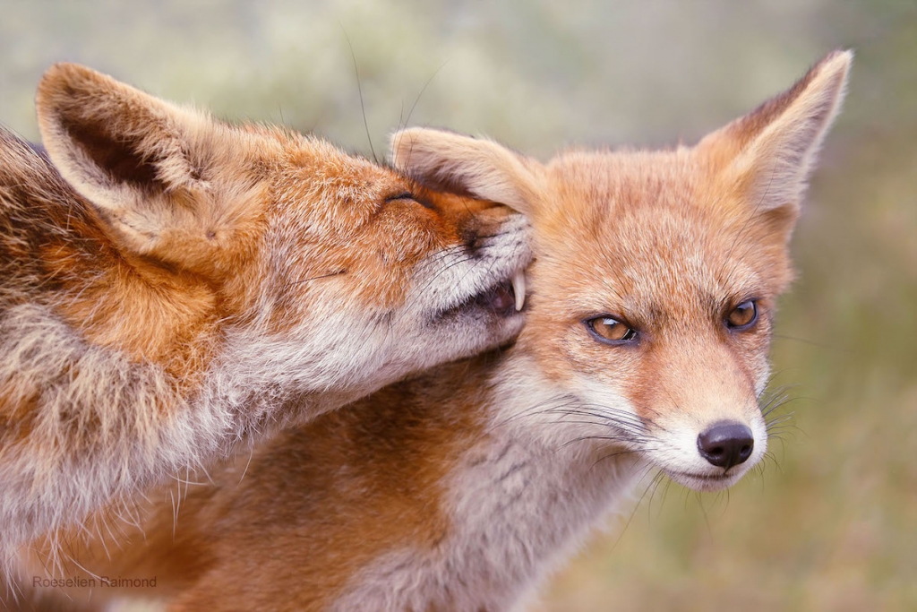 Beautiful Photos Capture Affection Between Red Foxes