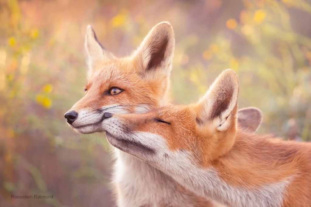Beautiful Photos Capture Affection Between Red Foxes