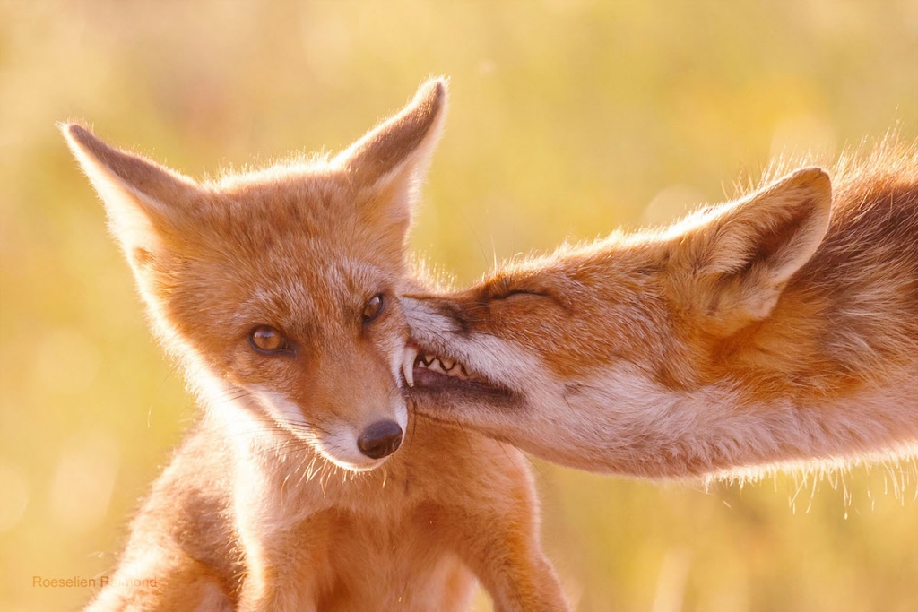 Beautiful Photos Capture Affection Between Red Foxes