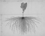 Amazing Plant Drawings Explore the Unseen Beauty of Tree Root Systems