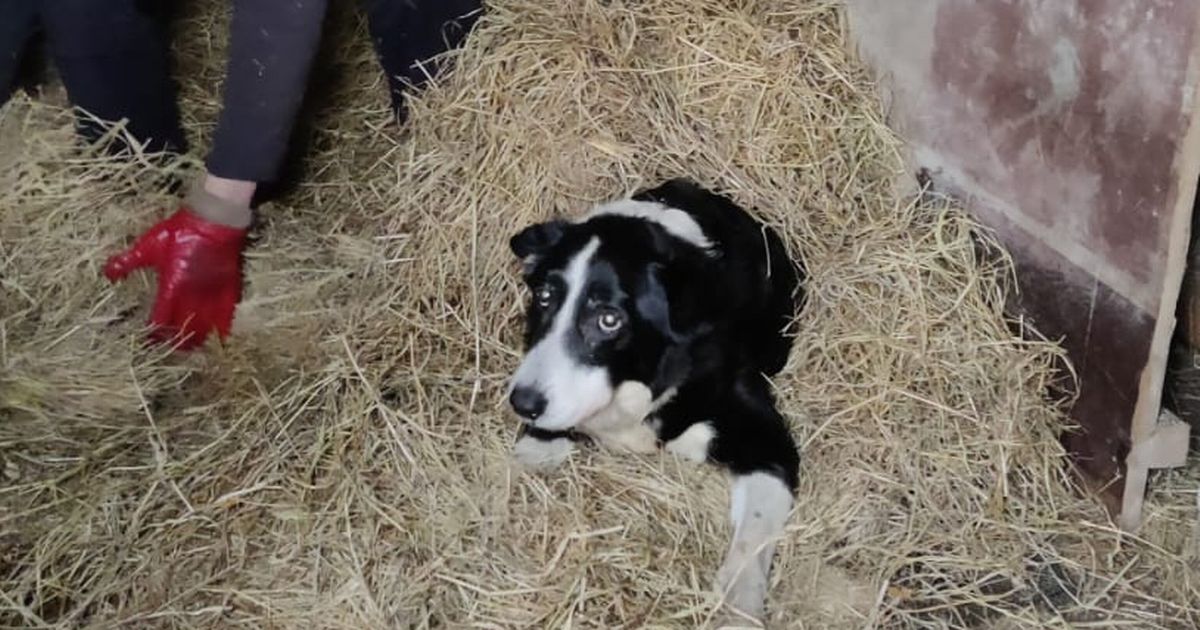 Meet Skippy, the "Oldest Dog in Ireland" Who's 26 Years Old