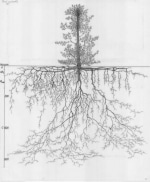 Amazing Plant Drawings Explore the Unseen Beauty of Tree Root Systems