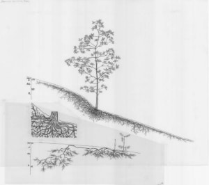Amazing Plant Drawings Explore the Unseen Beauty of Tree Root Systems