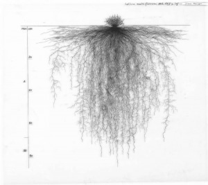 Vintage Plant Drawings Explore the Unseen Beauty of Complex Tree Root ...